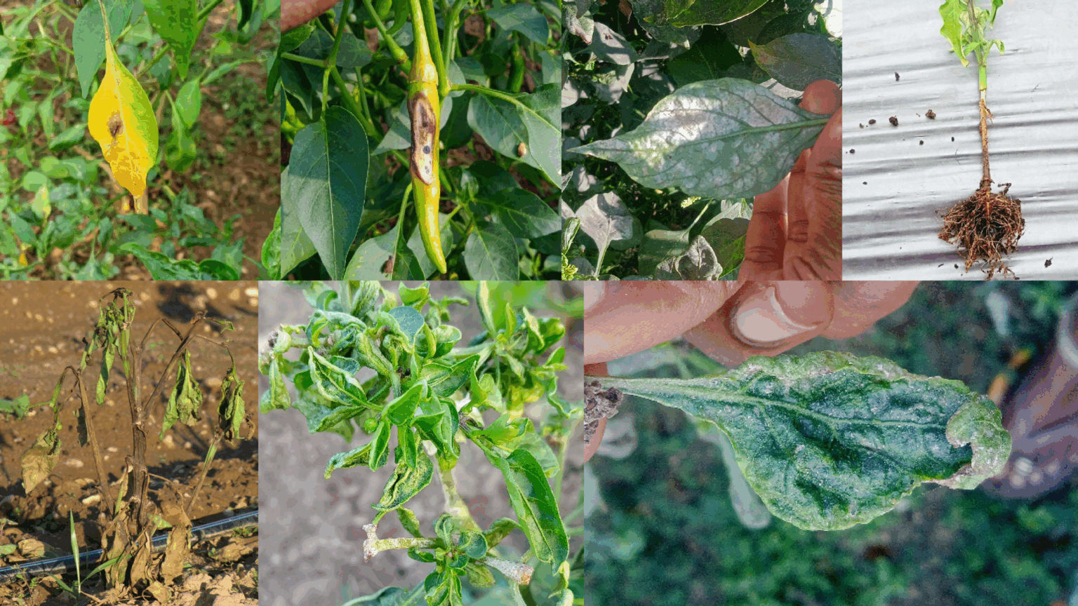 Chilli Farming – Kisanwala