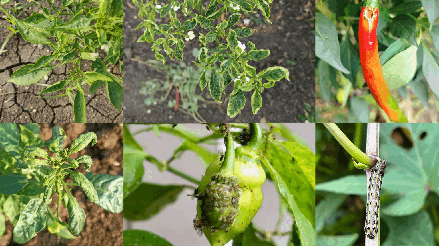 Chilli Farming – Kisanwala