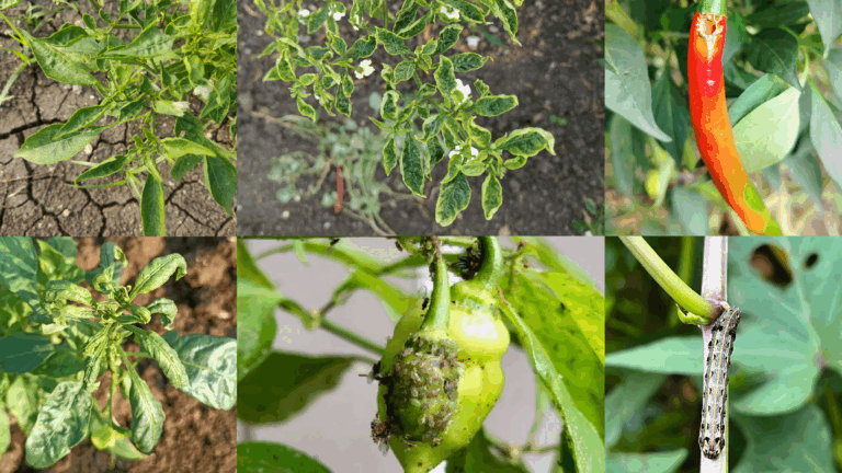 Chilli Farming – Kisanwala