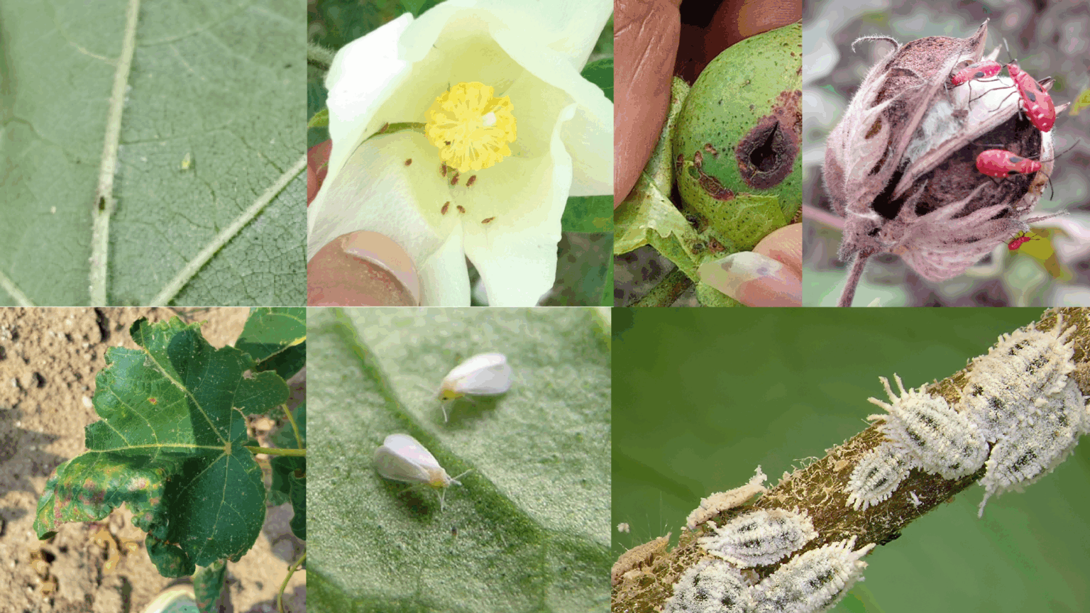 Cotton Farming – Kisanwala