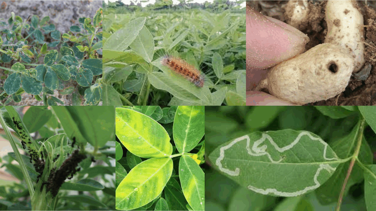 Groundnut Farming – Kisanwala
