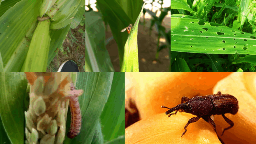 Maize Farming – Kisanwala