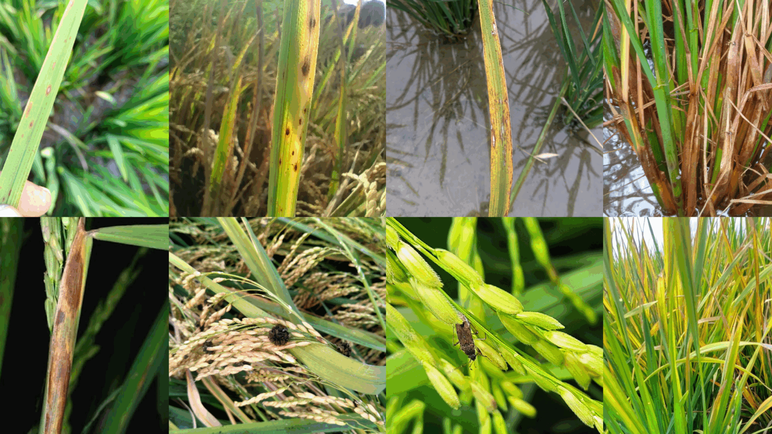 Paddy Farming – Kisanwala