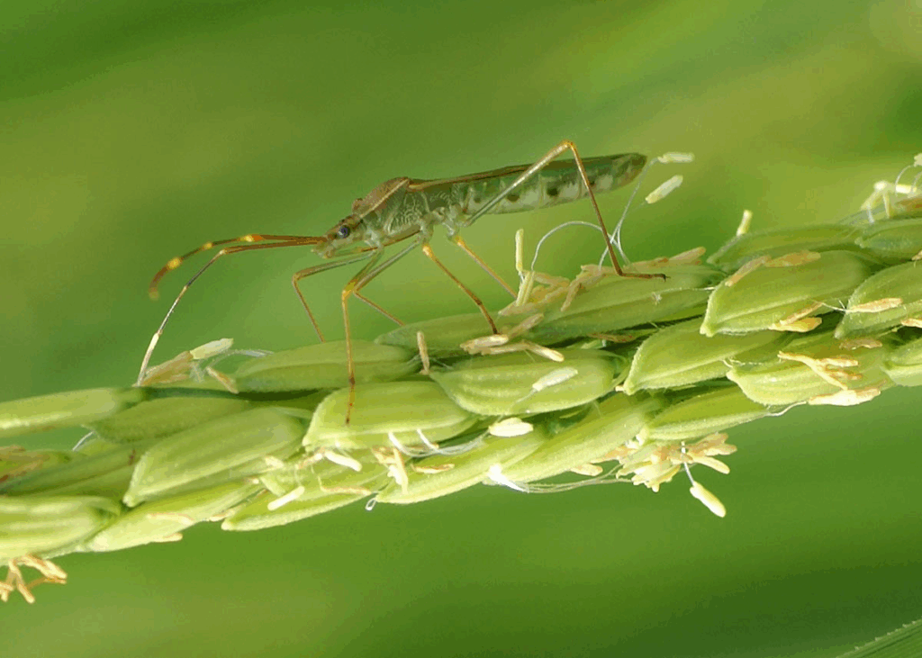 Paddy Pest Management – Kisanwala