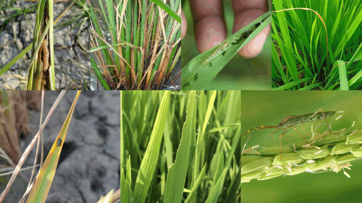 Paddy Farming – Kisanwala