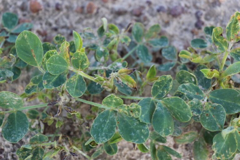 Groundnut Pest Management – Kisanwala